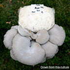 easy Blue Oyster mushroom growing