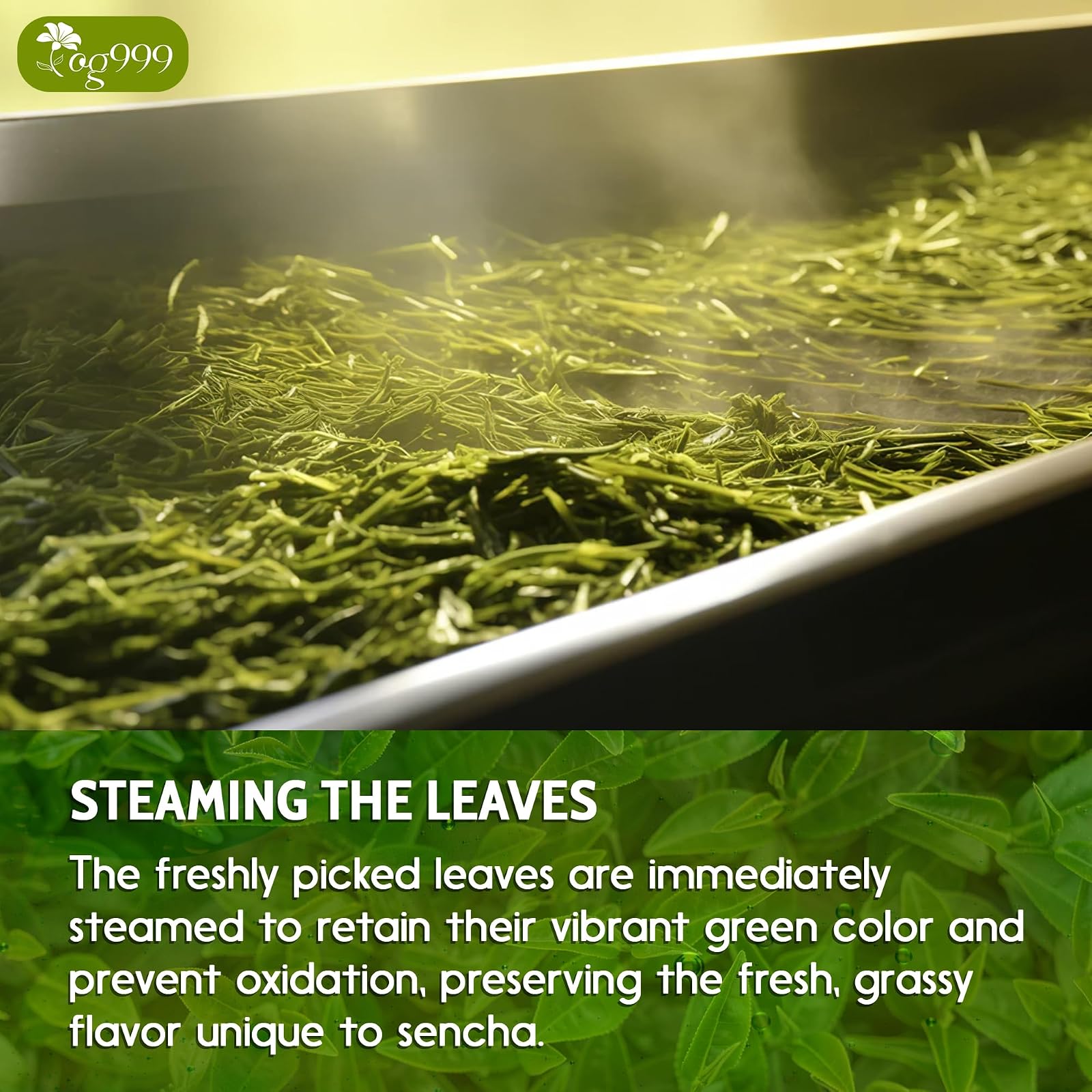 easy brew sencha green tea
