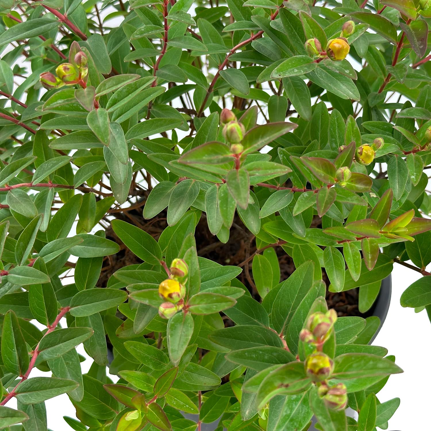 easy care st. john's wort plant