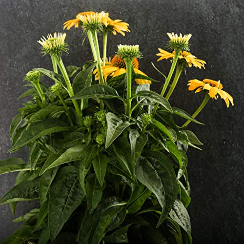 easy care yellow echinacea for gardens