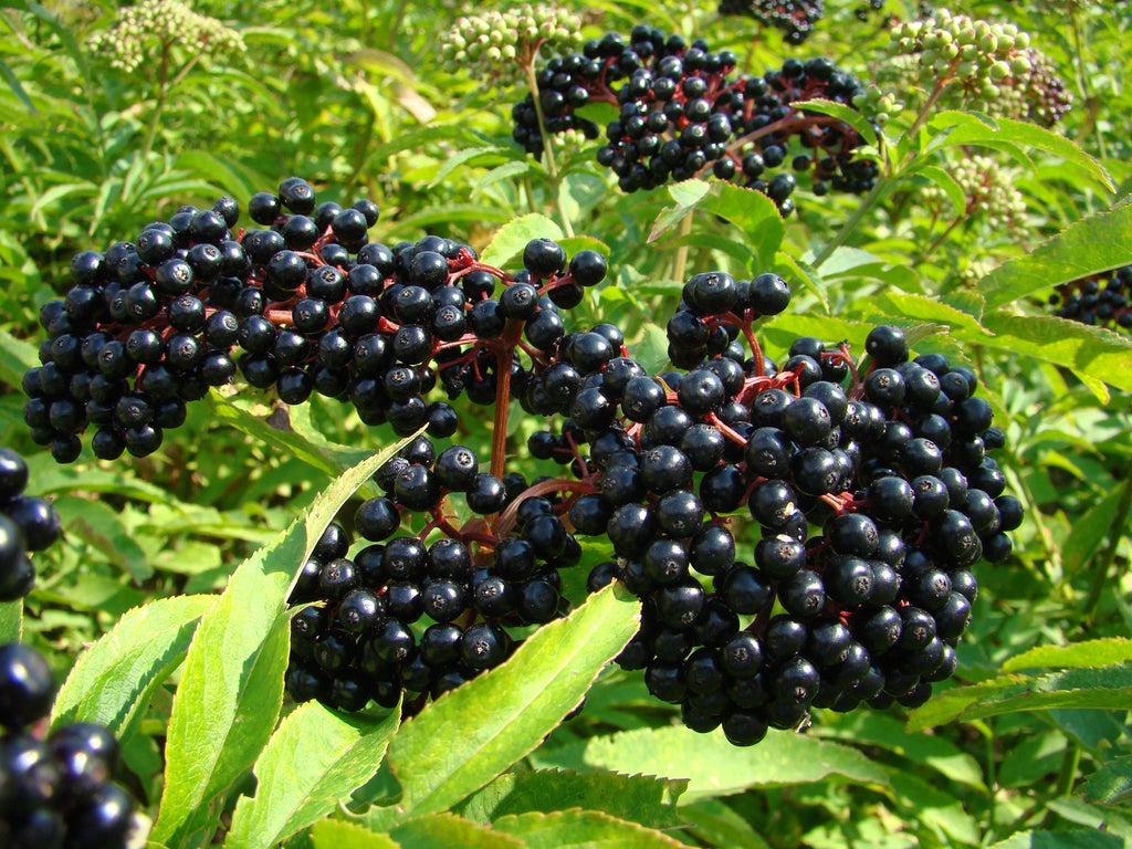 easy elderberry syrup preparation