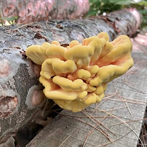 easy mushroom cultivation at home