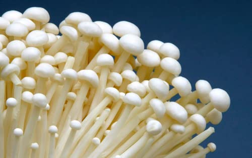 easy mushroom cultivation kit