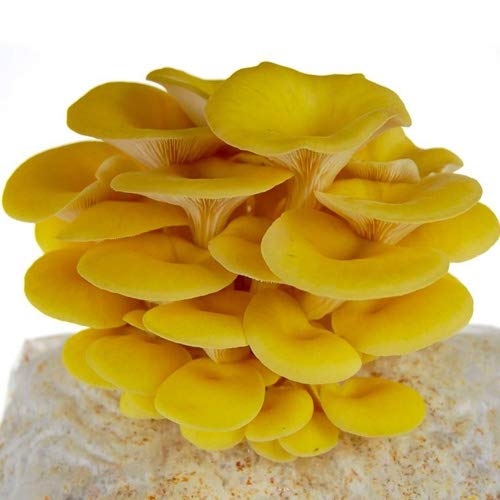 easy mushroom growing kit
