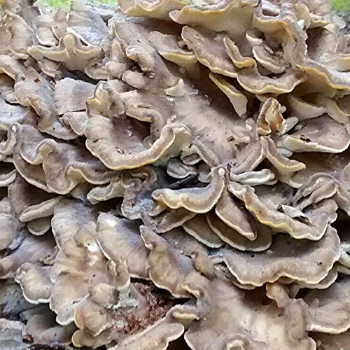 easy mushroom growing kit