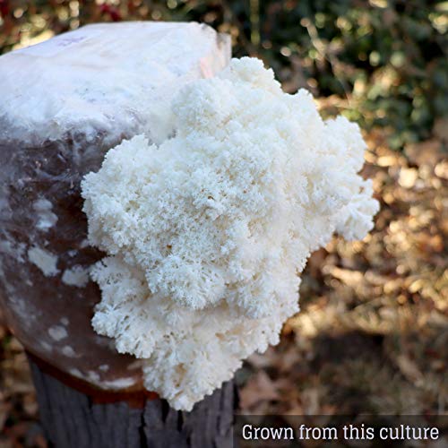 easy mushroom growing techniques