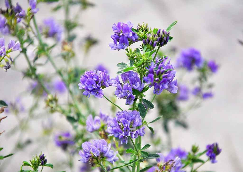 easy-to-grow alfalfa seeds for beginners
