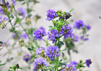 easy-to-grow alfalfa seeds for beginners