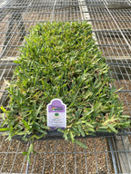 Easy-to-grow Palmetto grass plugs for yards