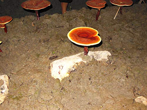easy-to-swallow mushroom capsules