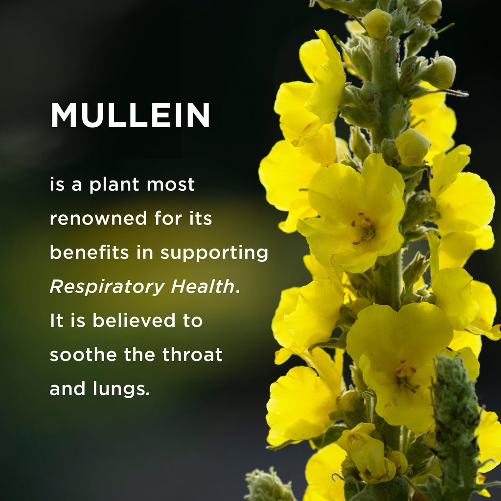 easy-to-take vegan mullein supplements