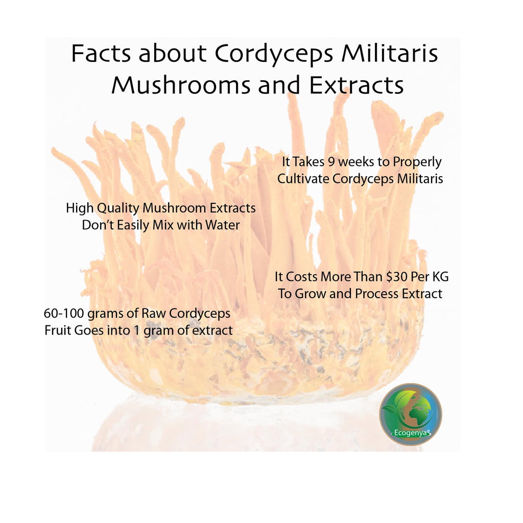easy-to-use cordyceps mushroom powder