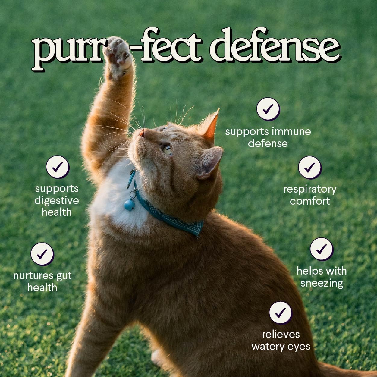 easy-to-use L-Lysine for cats