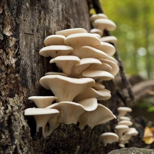 Easy-to-use mushroom cultivation kit