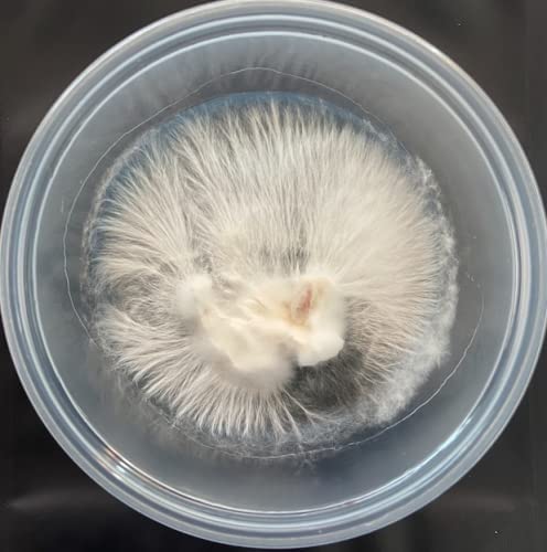 Easy-to-use mushroom growing kit