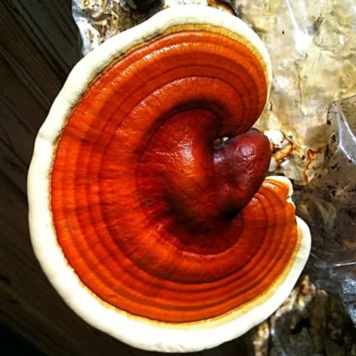 easy-to-use mushroom growing kit