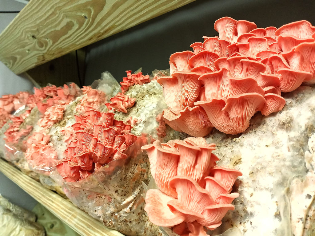Easy-to-use mushroom growing supplies