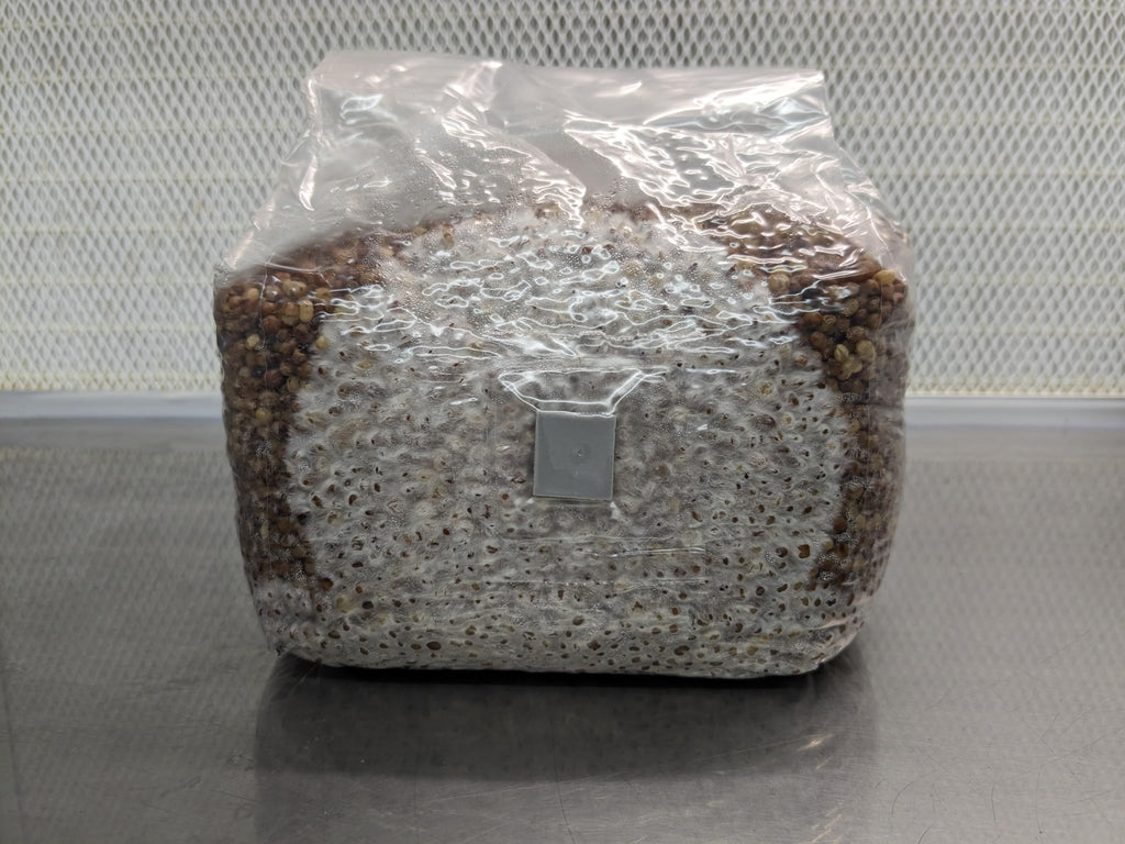 easy-to-use mushroom growing supplies
