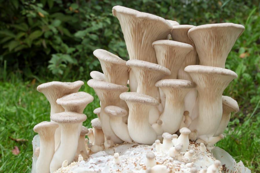 Easy-to-use mushroom growing syringe