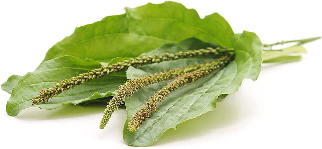 easy to use psyllium fiber powder