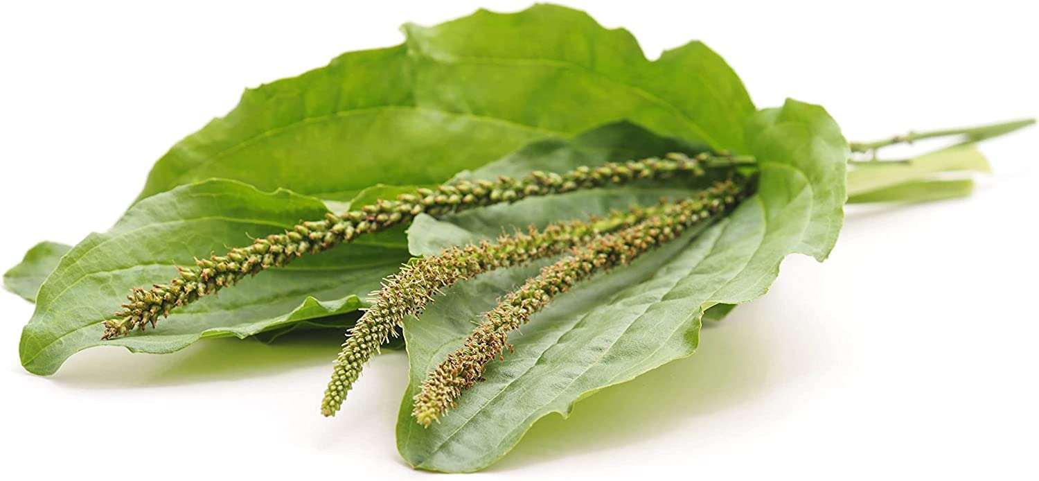 easy to use psyllium fiber powder