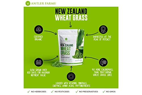 easy-to-use wheatgrass powder supplement