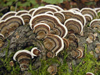 easy turkey tail mushroom growing