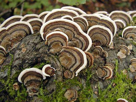 easy turkey tail mushroom growing