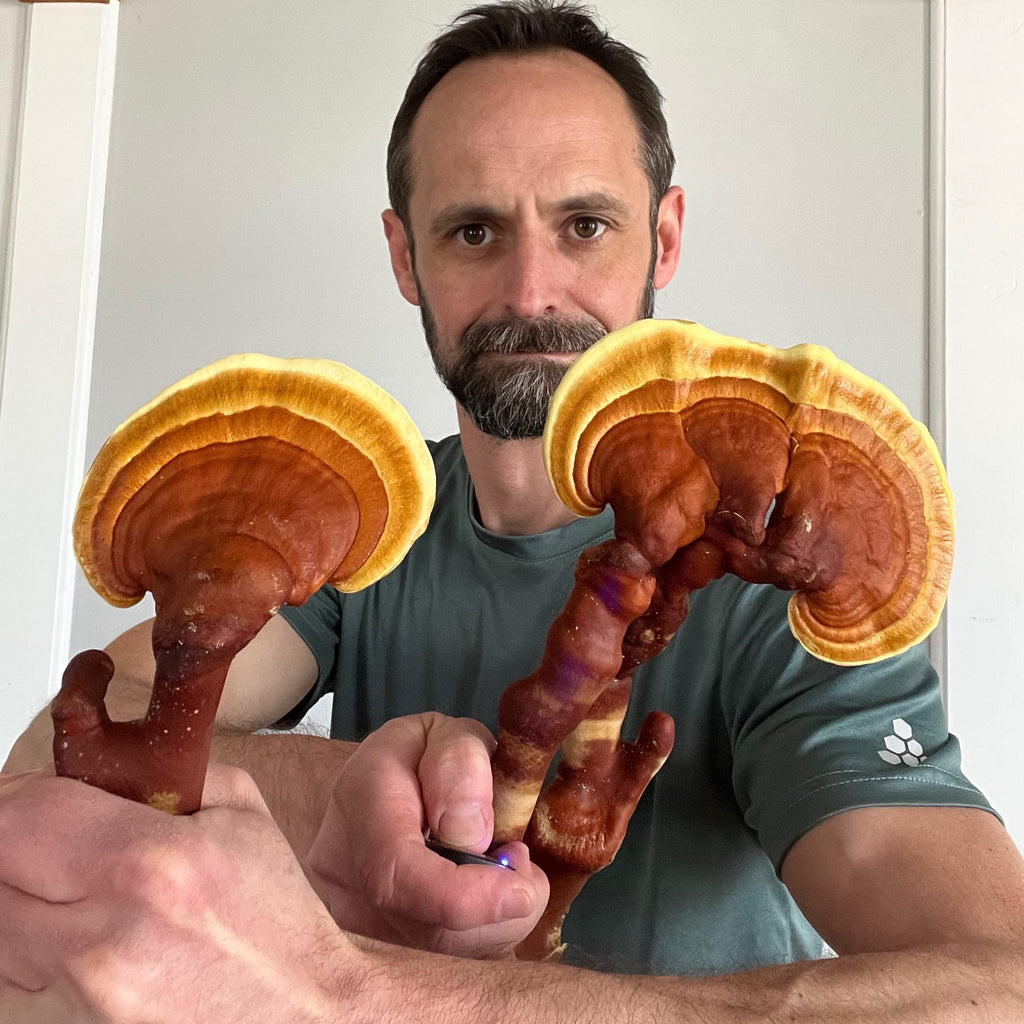 easy ways to use powdered mushrooms