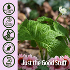 Echinacea and Goldenseal herbal remedy