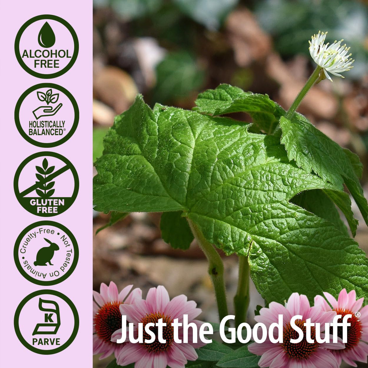 Echinacea and Goldenseal herbal remedy