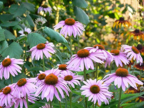 Echinacea benefits for seasonal wellness