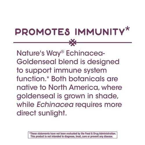 Echinacea capsules for everyday vitality