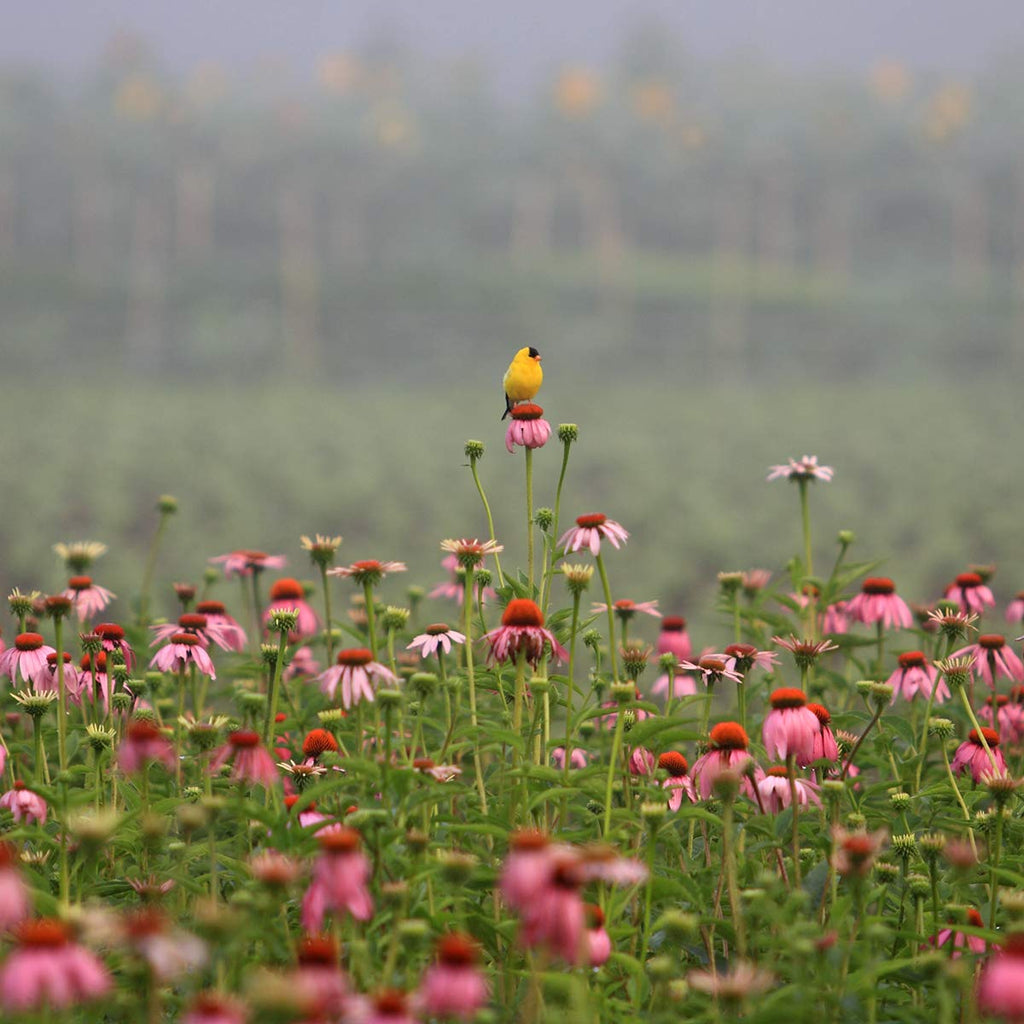 Echinacea capsules for natural defence