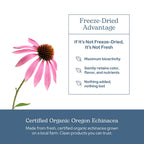 Echinacea capsules for wellness