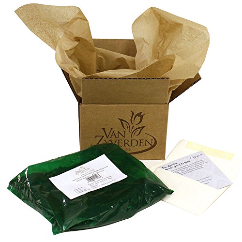 Echinacea Cheyenne Spirit for herbal tea