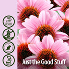 Echinacea drops for cold relief