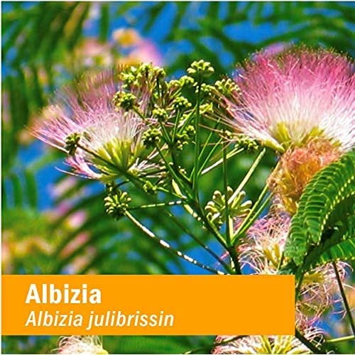 Echinacea extract for holistic health