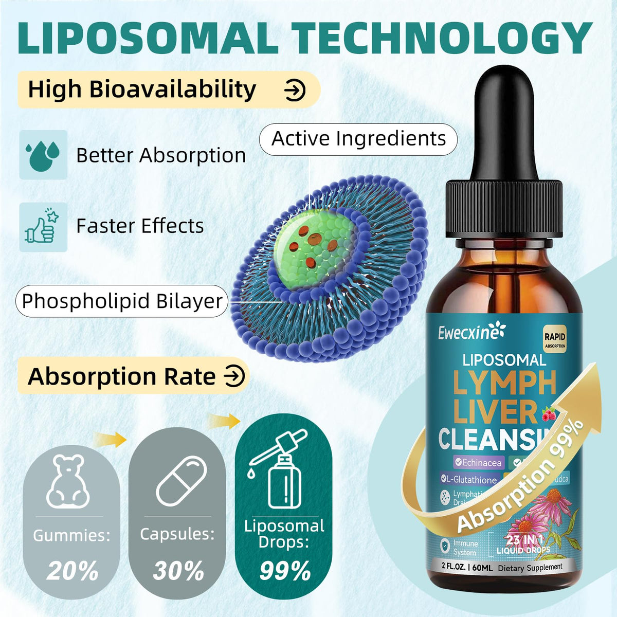 Echinacea extract for liver health