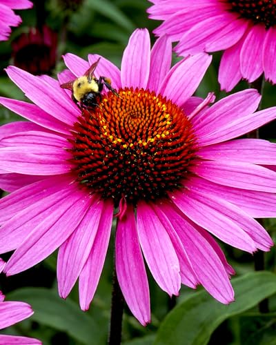 echinacea extract for overall well-being