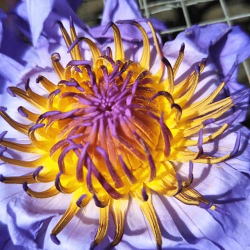 Echinacea flower extract uses