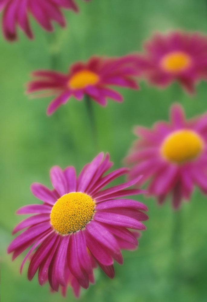 Echinacea flower poster print