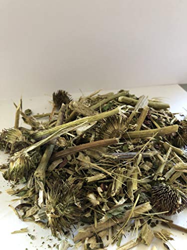 echinacea flowers for immune support