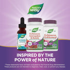 Echinacea for enhanced body defence