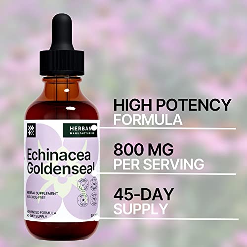 Echinacea for enhanced immune function