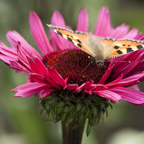 Echinacea for herbal tea