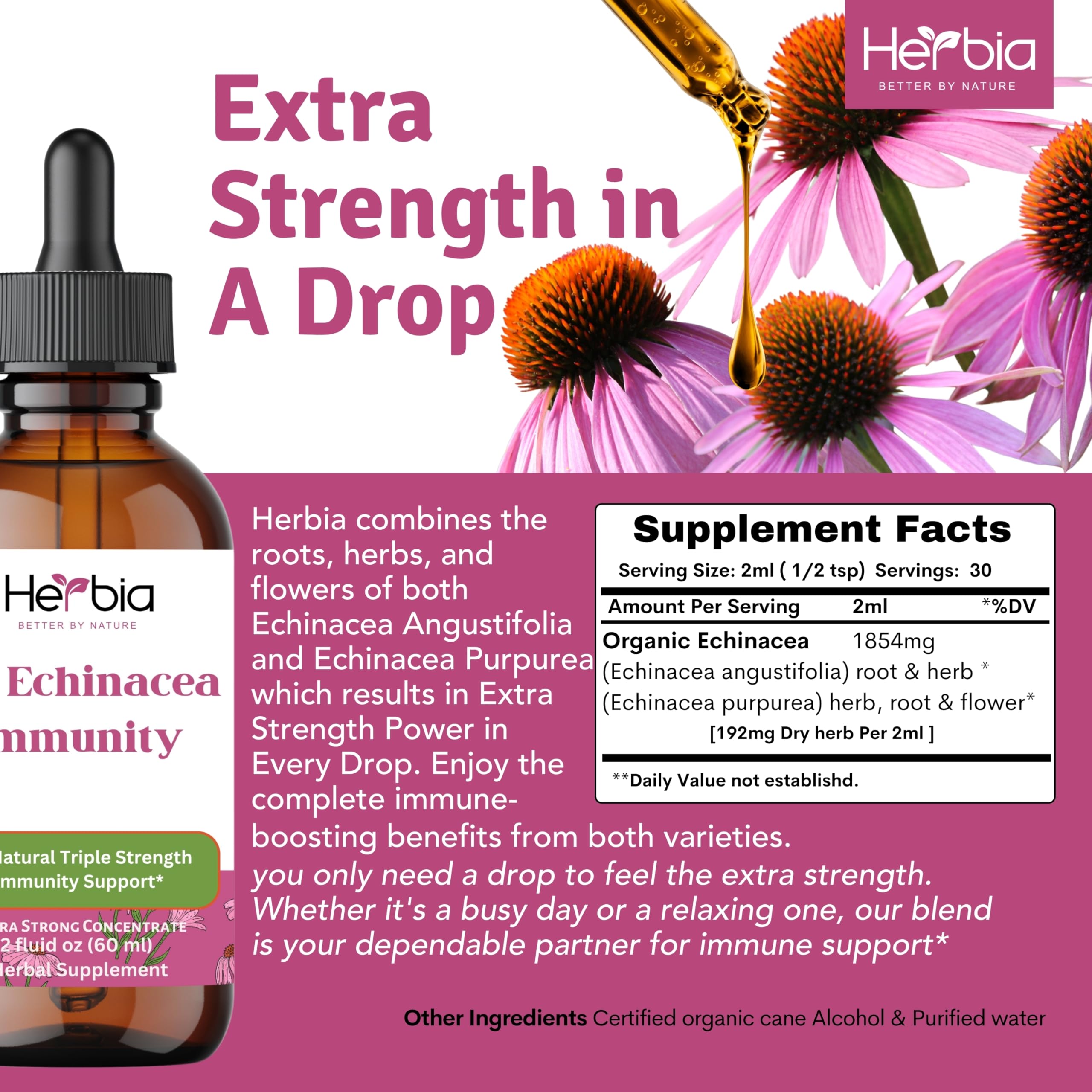 echinacea for immune system health