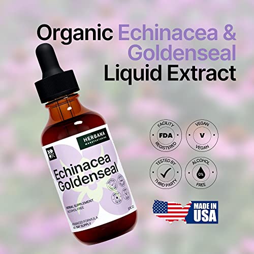 Echinacea for natural energy boost