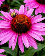 Echinacea glycerite with vitamin C