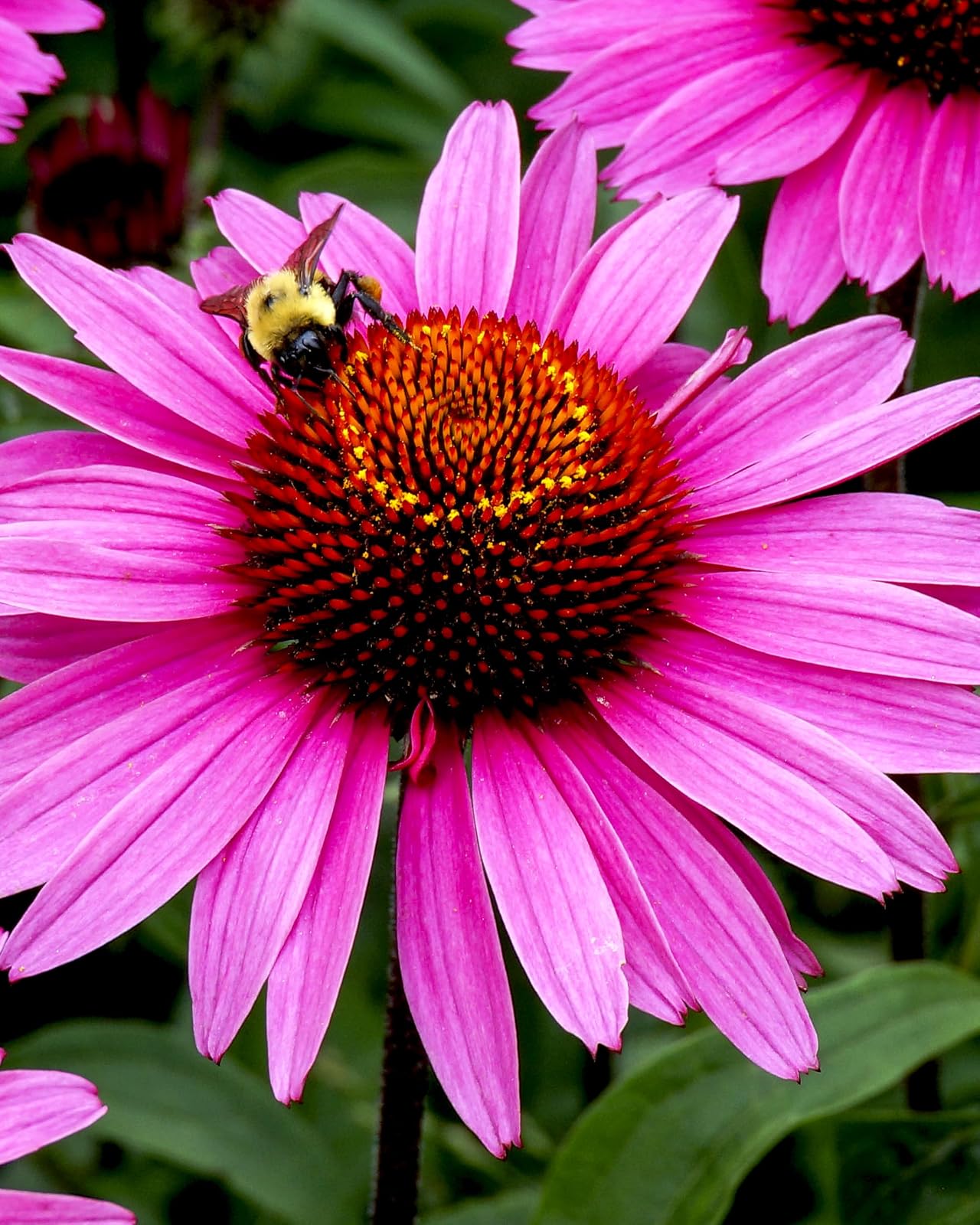 Echinacea glycerite with vitamin C
